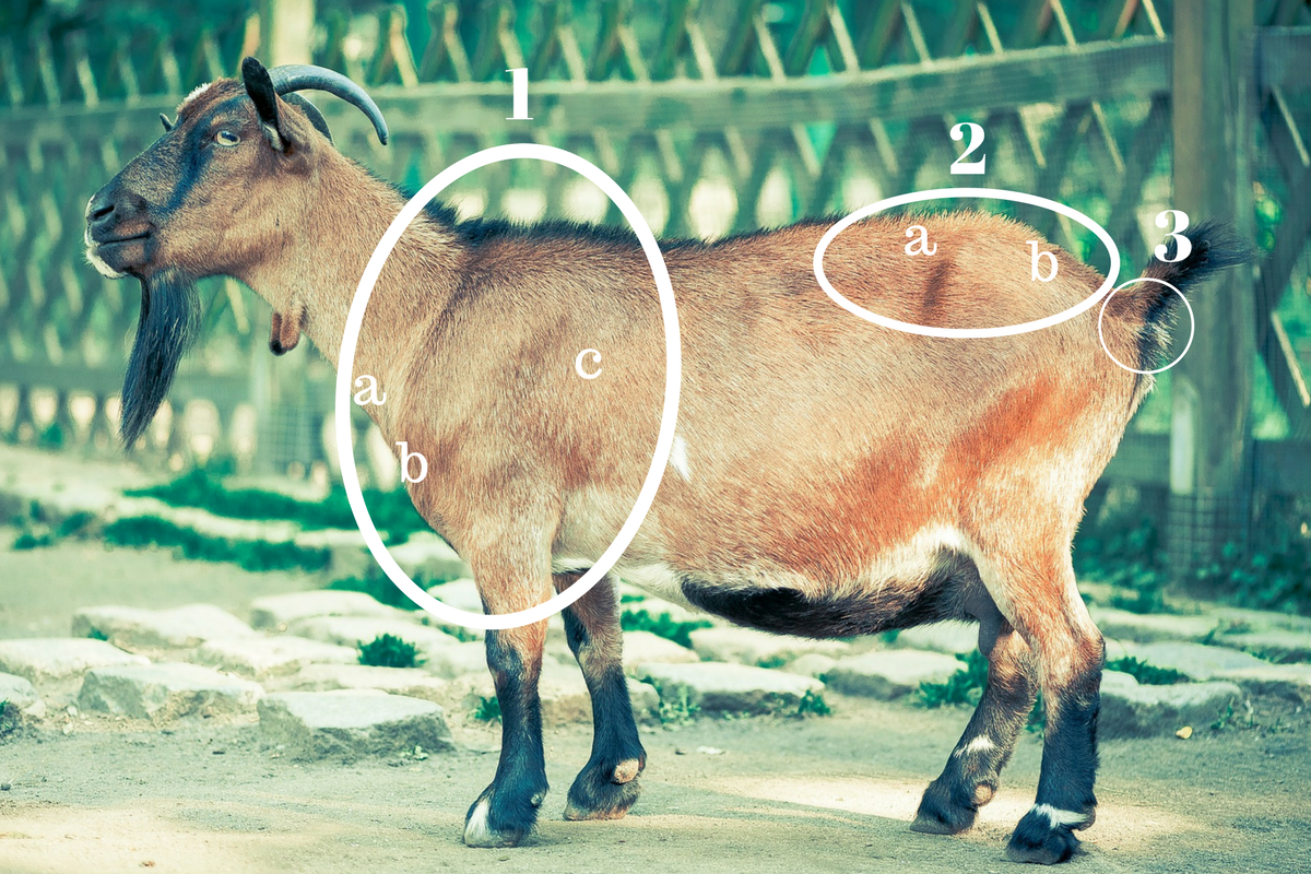 Body Condition Scoring for dairy goats, made easy. - Terra do Milho ...